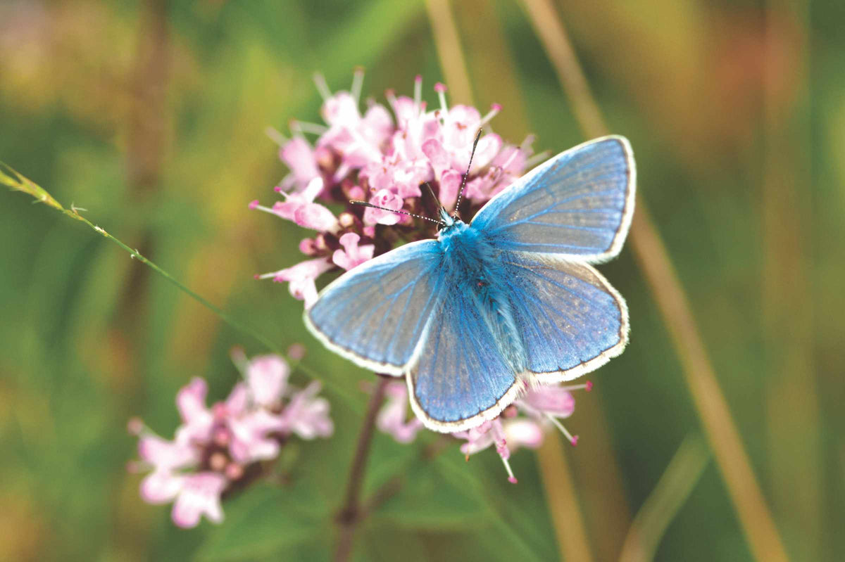 British butterfly guide: how to identify and the best places to spot ...