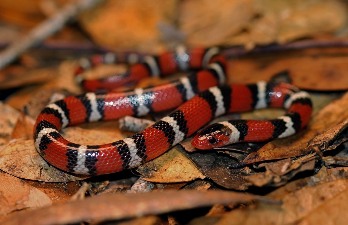 5 Master Mimics in the Animal Kingdom – Online Social Shop