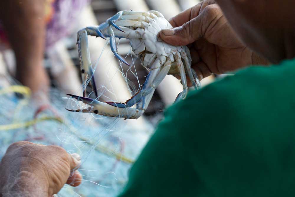 The Difference Between Farmed and Wild Caught Seafood – Online Social Shop
